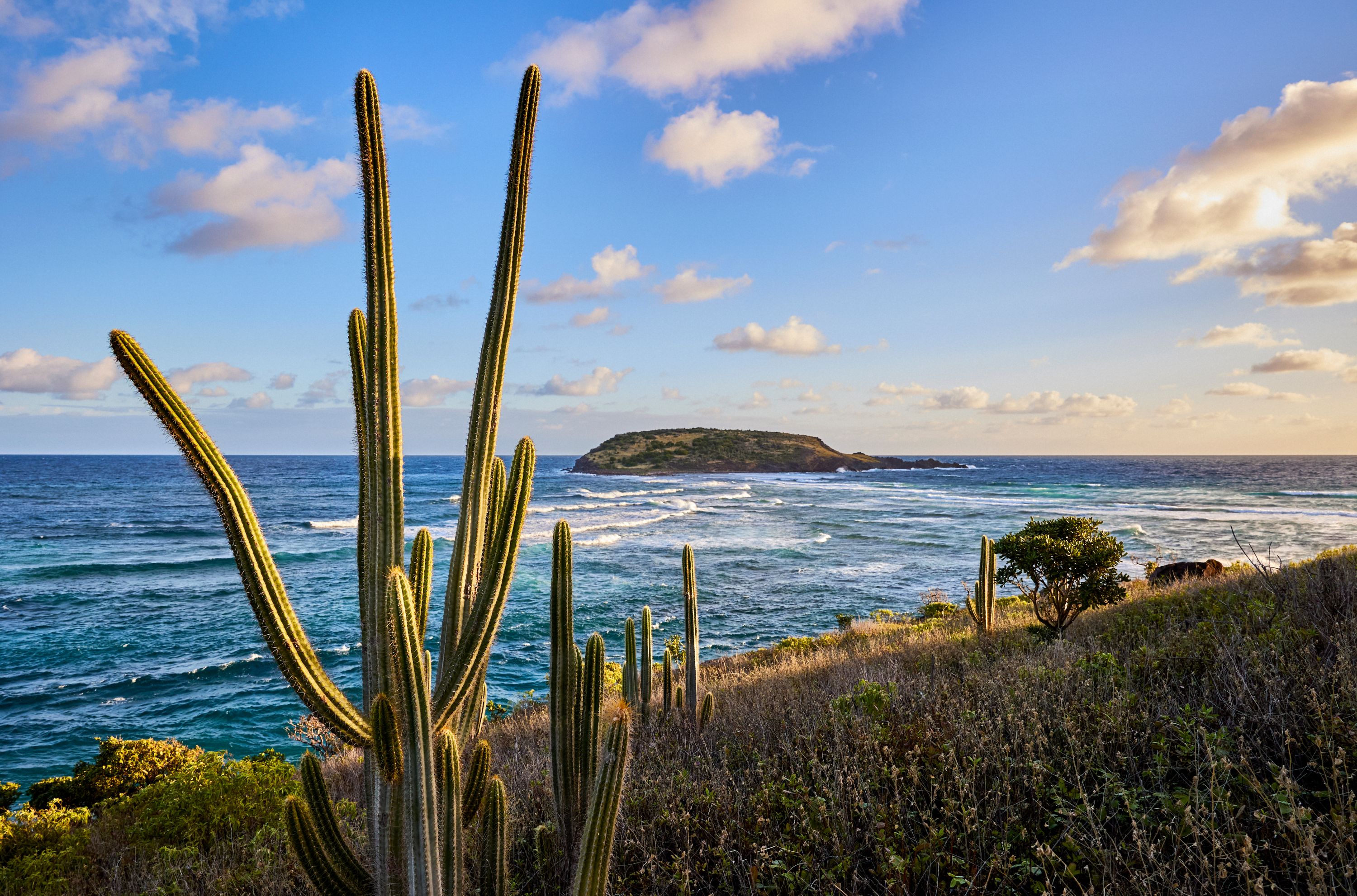 Rosewood Art Collection