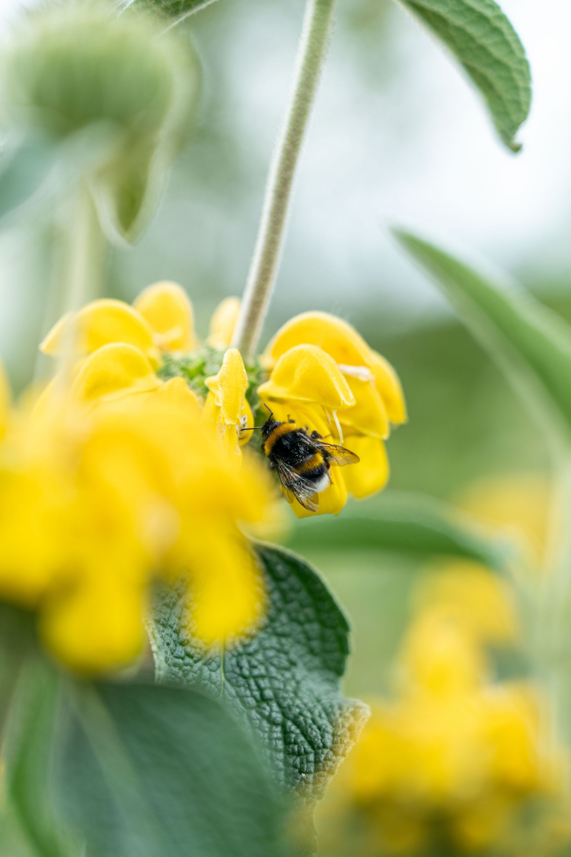 Bee Hive Experience | Castiglion del Bosco, A Rosewood Hotel