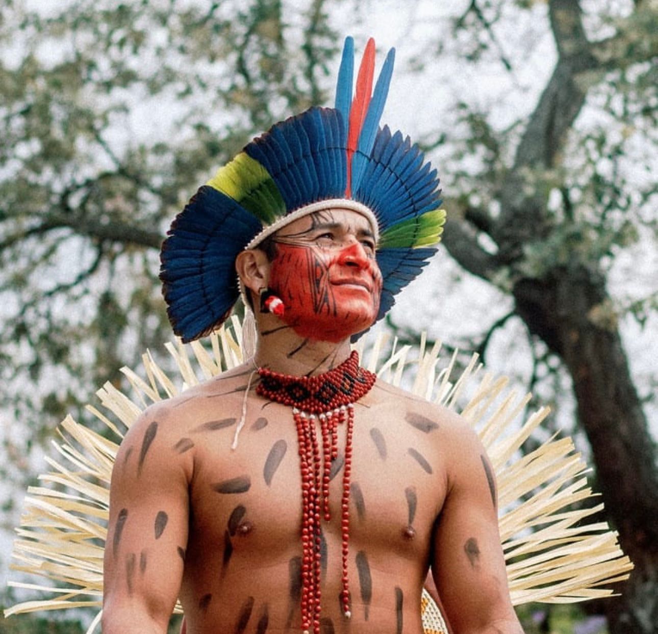 Arassari Pataxó