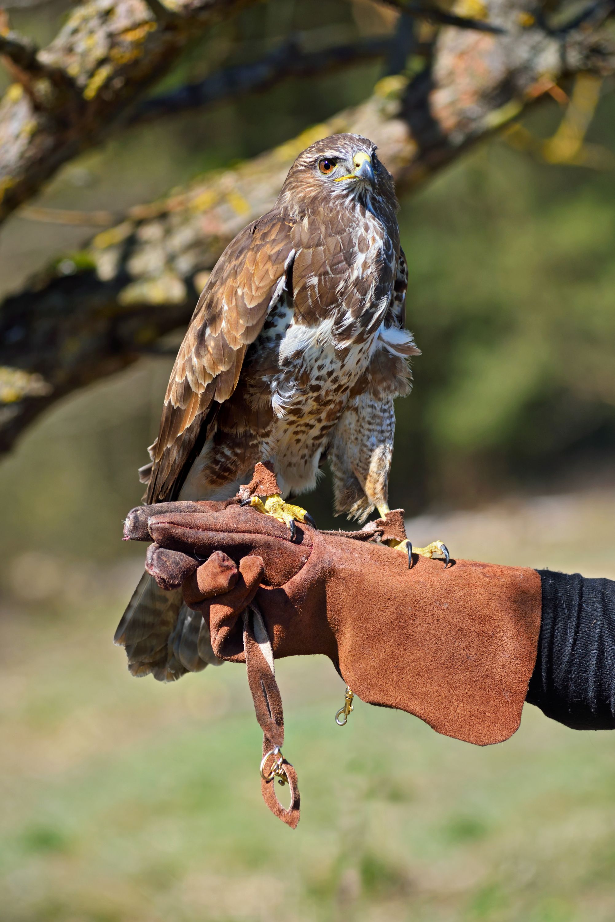 Falconry Experiences | Rosewood Sand Hill