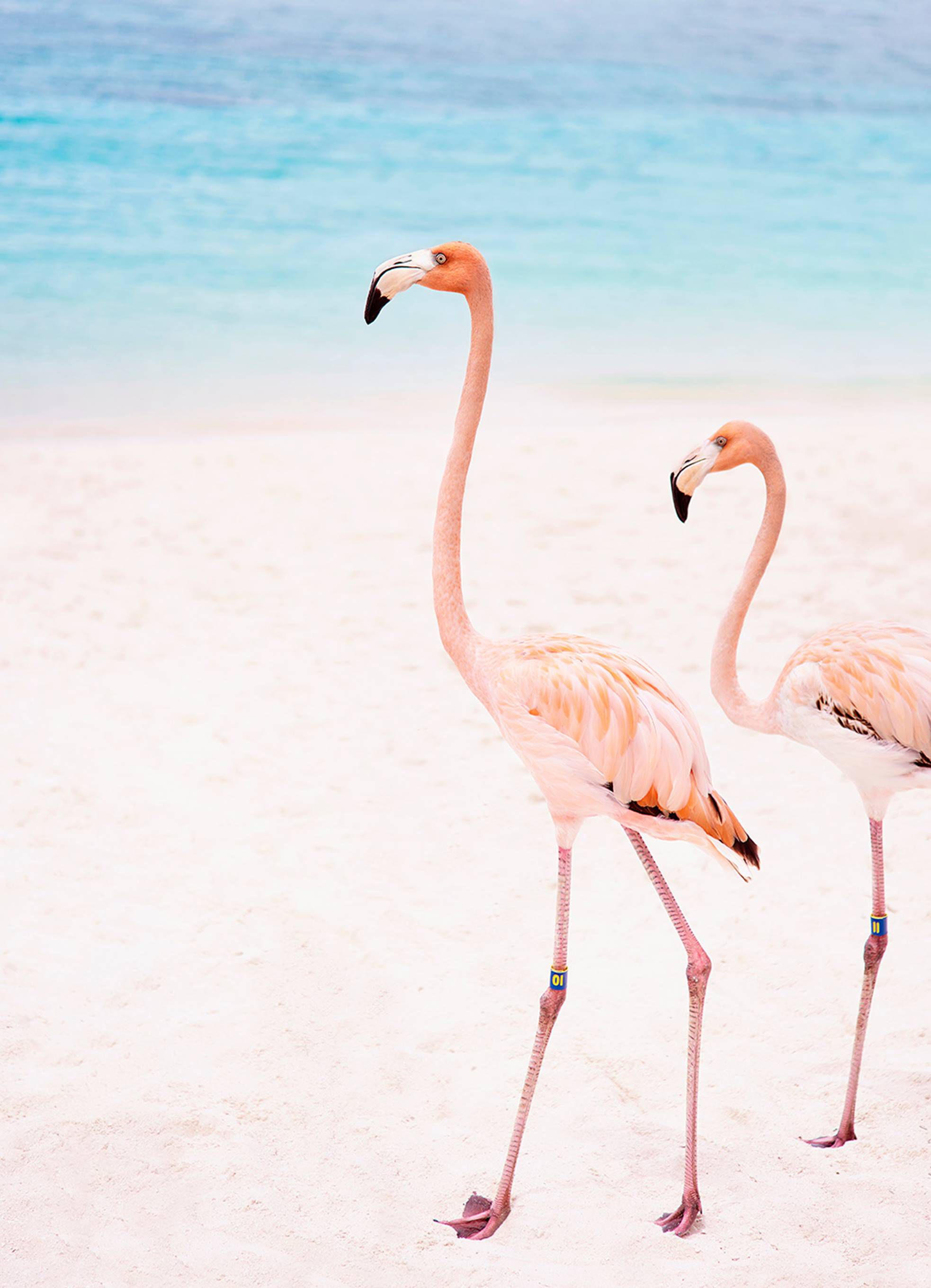 Rosewood Baha Mar to Celebrate Global Wellness Day