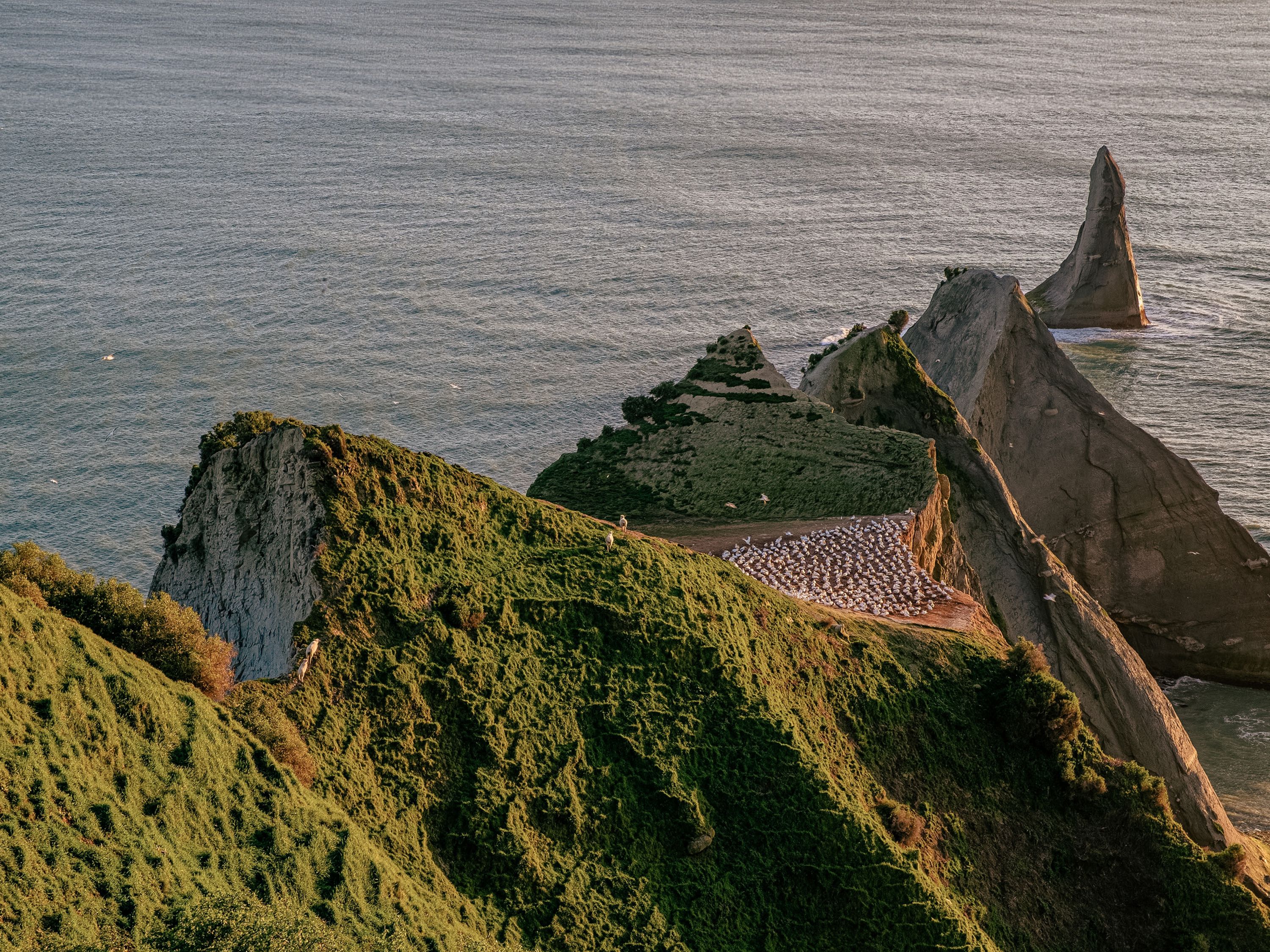 Experiences at Cape Kidnappers